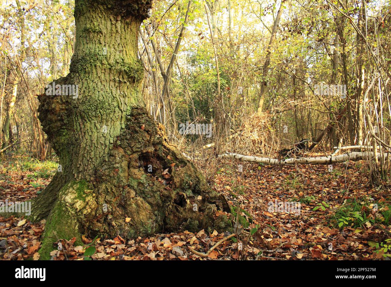 Common Oak (Quercus robur) trunk with burrs, growing in ancient ...