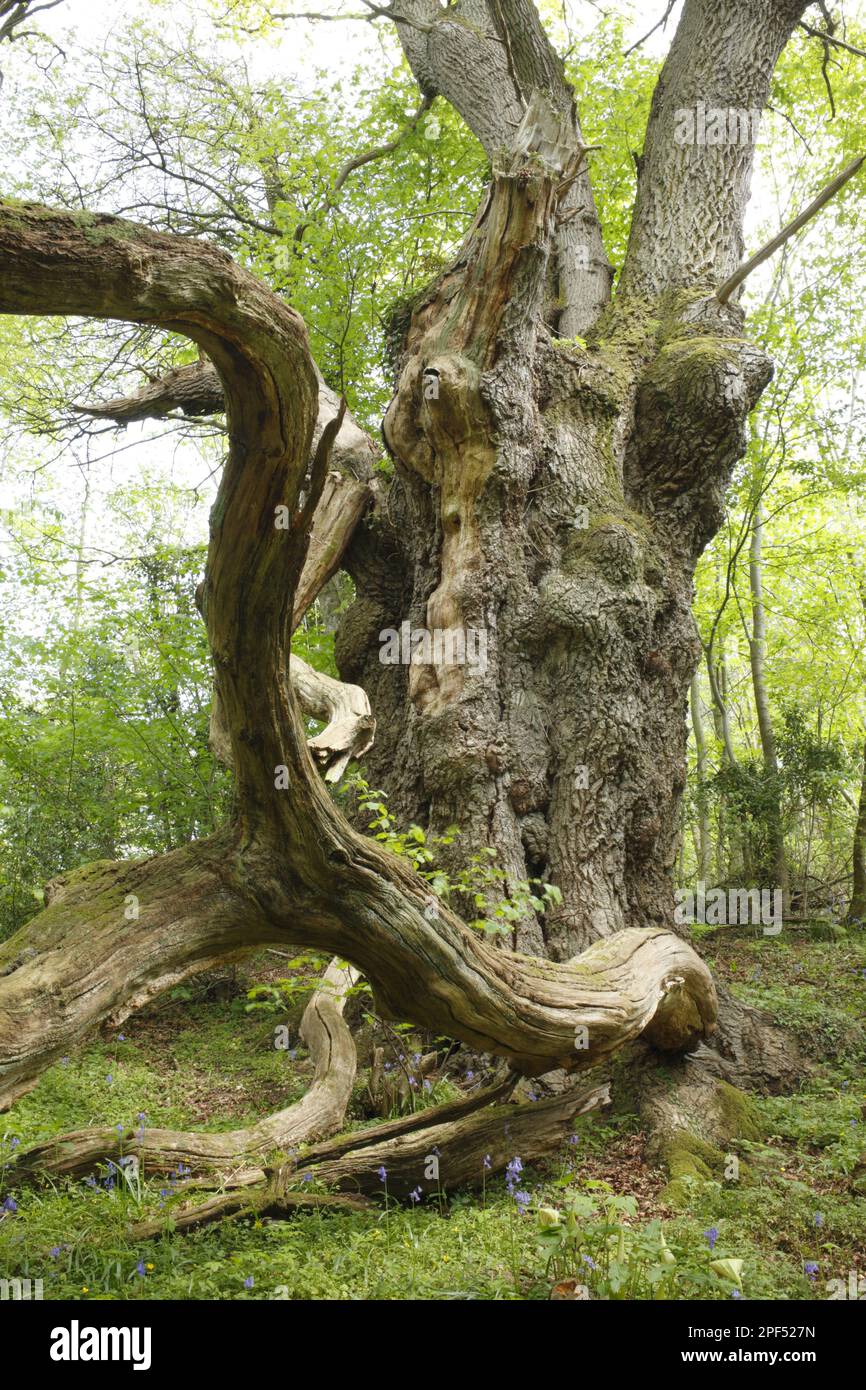 Sessile oak (Quercus petraea), Winter Oak, Beech family, Sessile Oak ...