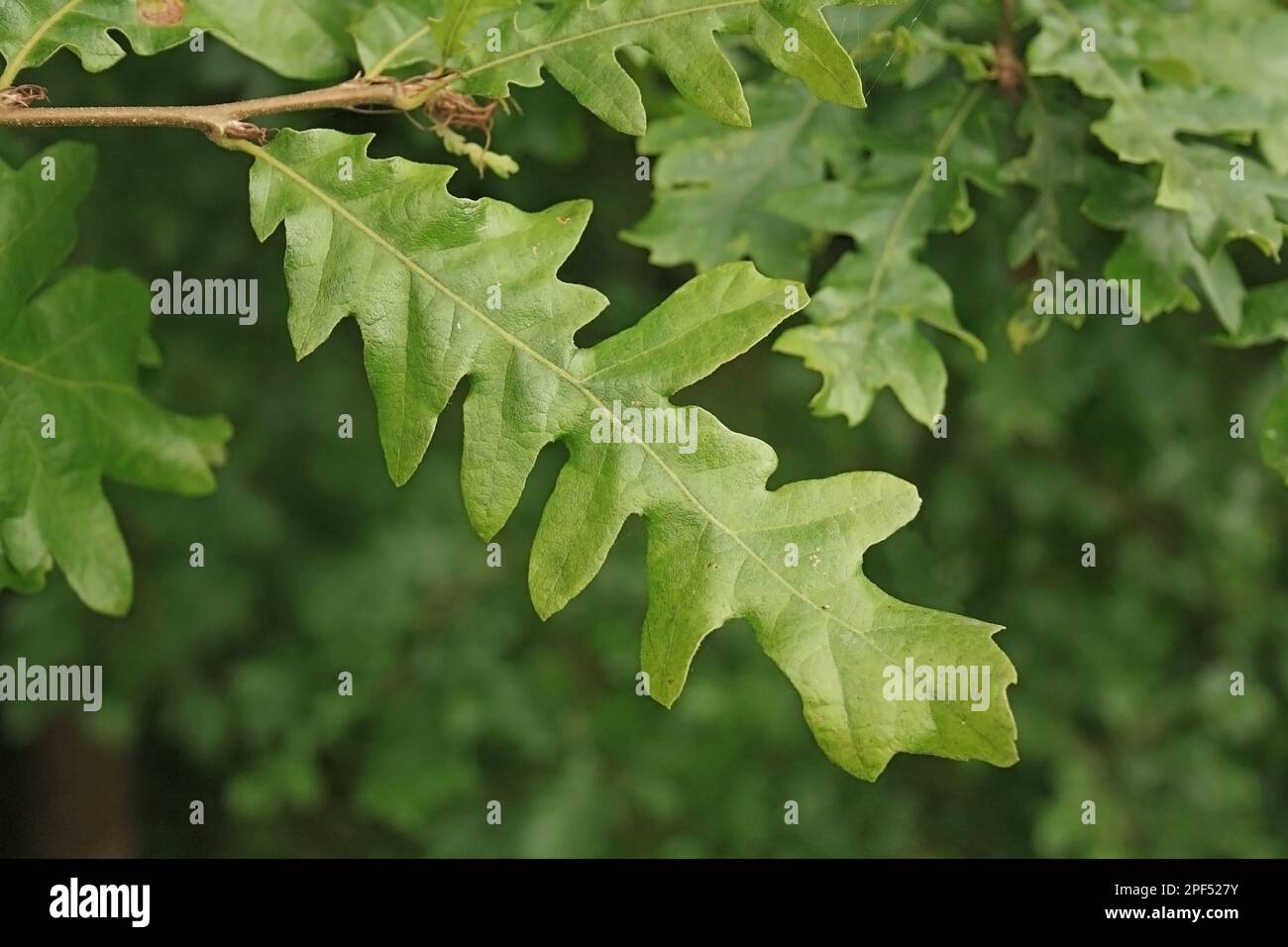 Turkey Oak (Quercus cerris) close-up of leaves, growing in woodland ...