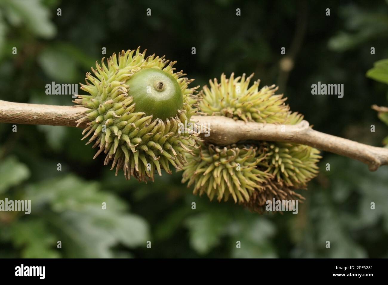 Turkey Oak (Quercus cerris) close-up of acorns, growing in woodland ...