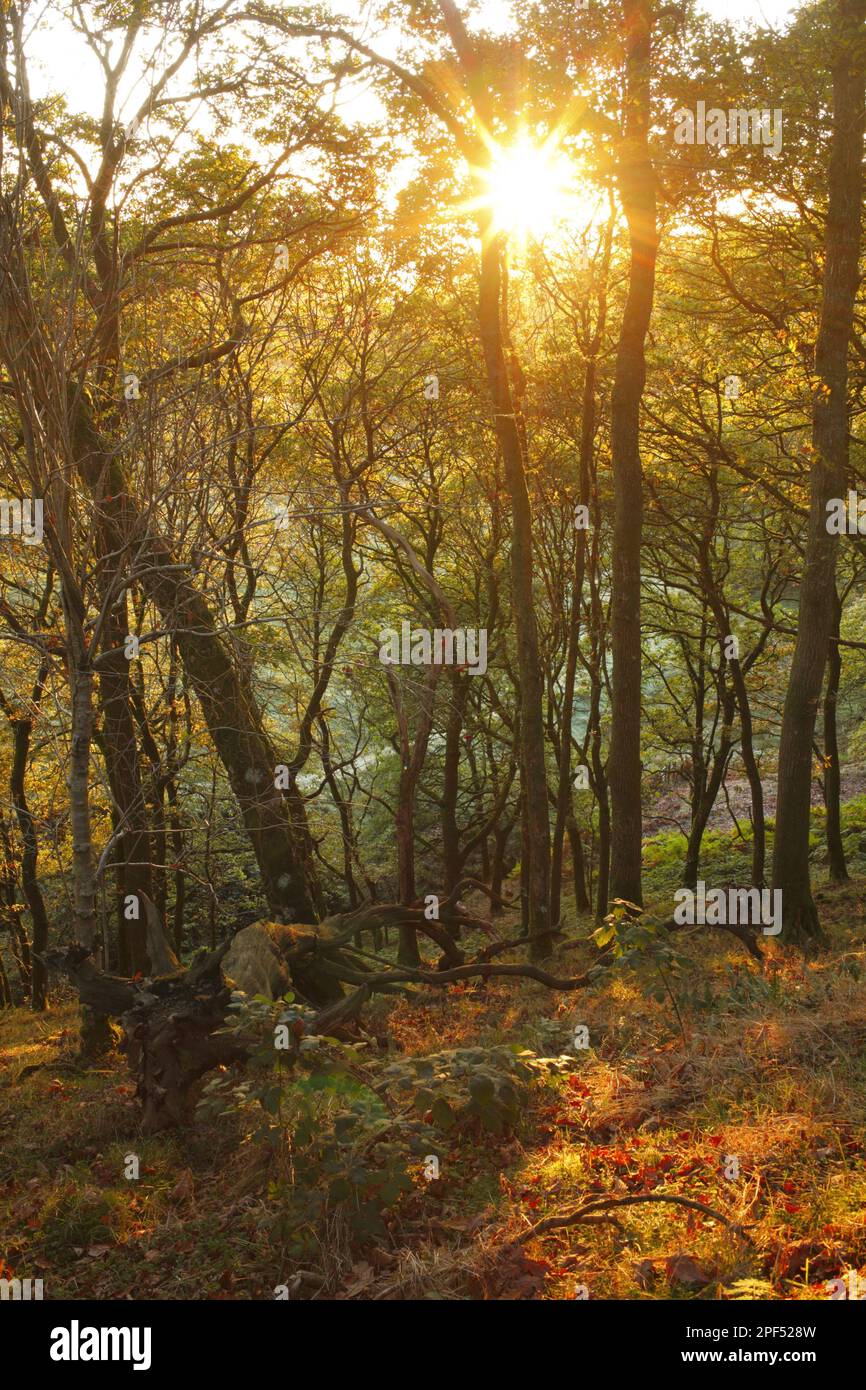 Sessile oak (Quercus petraea), Winter oak, Beech family, Sessile oak ...