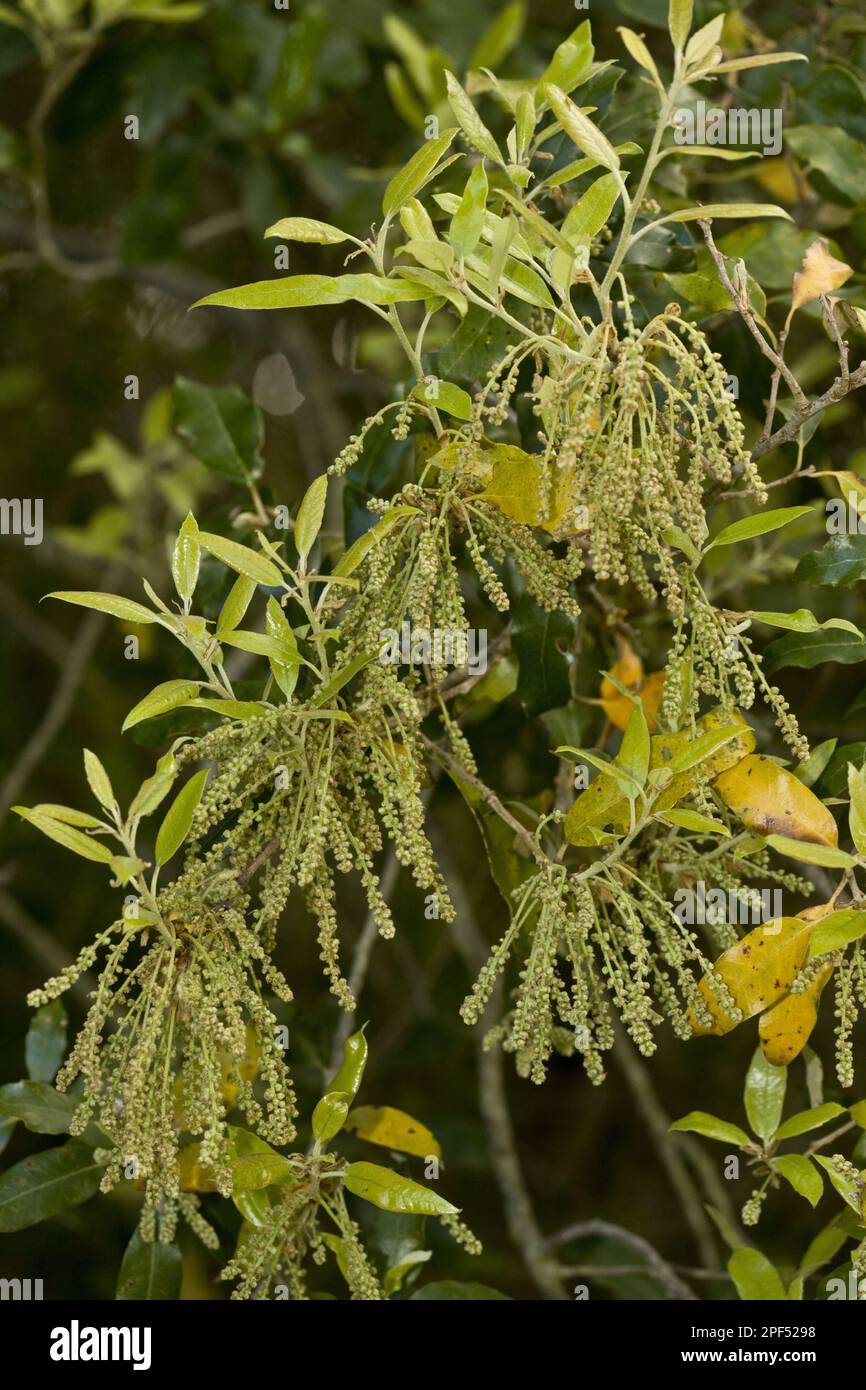 Holm oak (Quercus ilex) close-up of flowers and leaves, Sardinia, Italy ...