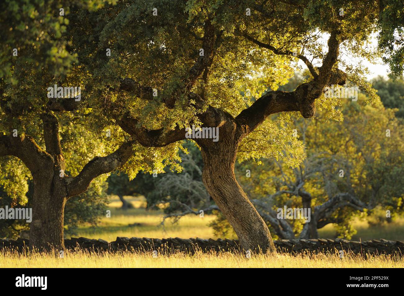 Holm Oak (Quercus ilex) habit, dehesa habitat in late evening sunlight ...