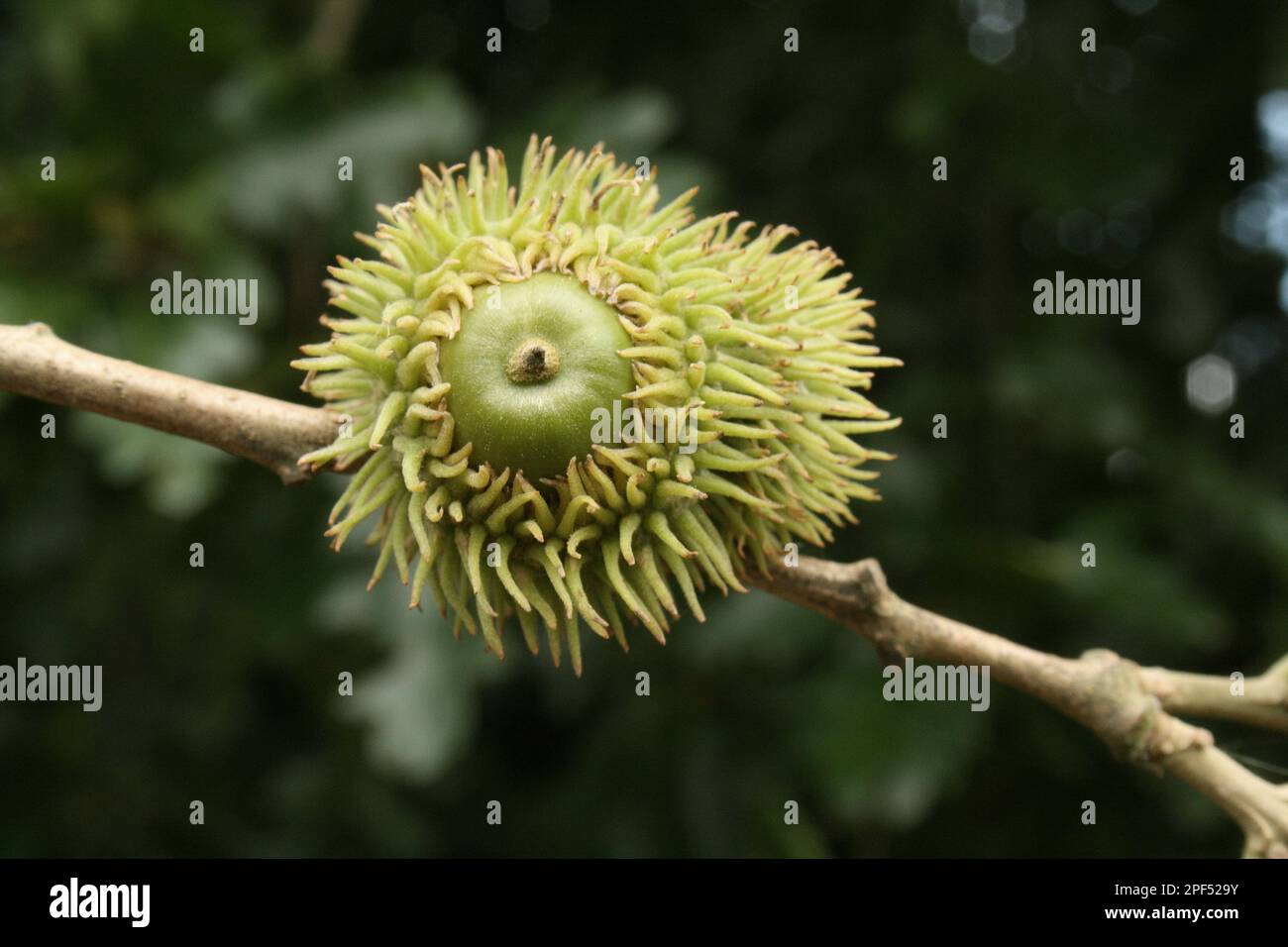 Turkey Oak (Quercus cerris) close-up of acorn, growing in woodland ...