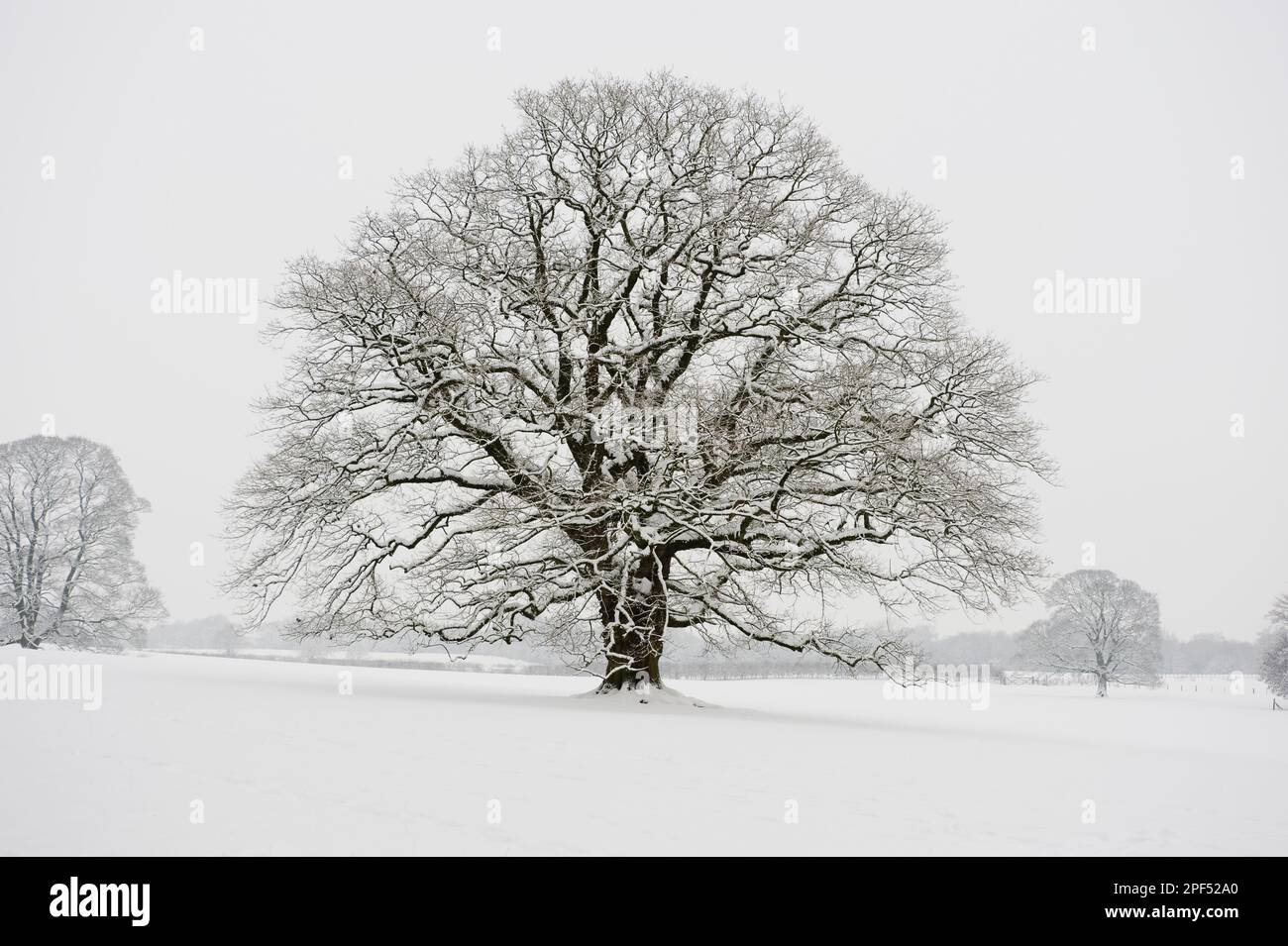 Common oak quercus robur habit hi-res stock photography and images - Alamy