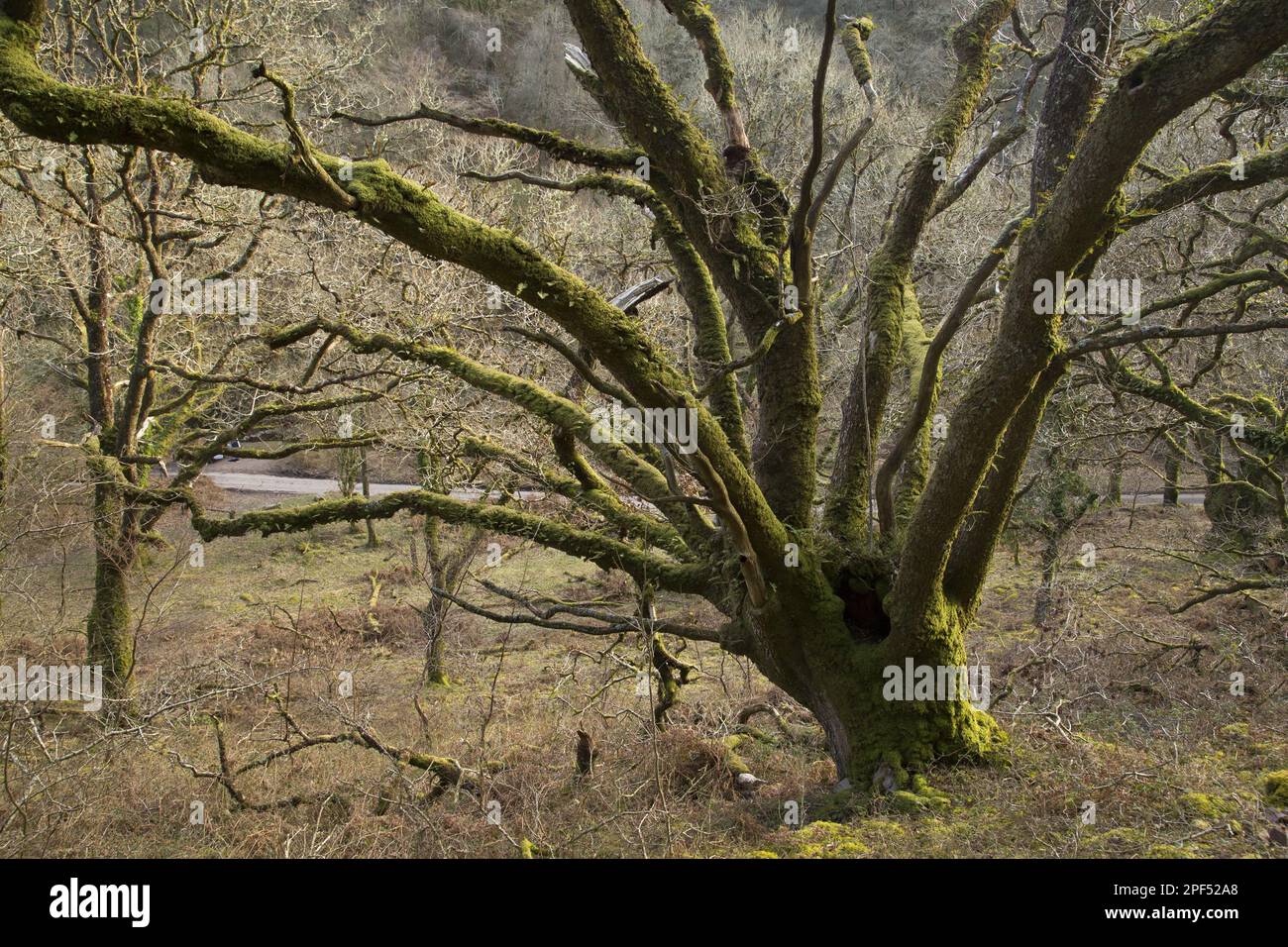Sessile oak (Quercus petraea) Growth habit, old pollard trees in ...