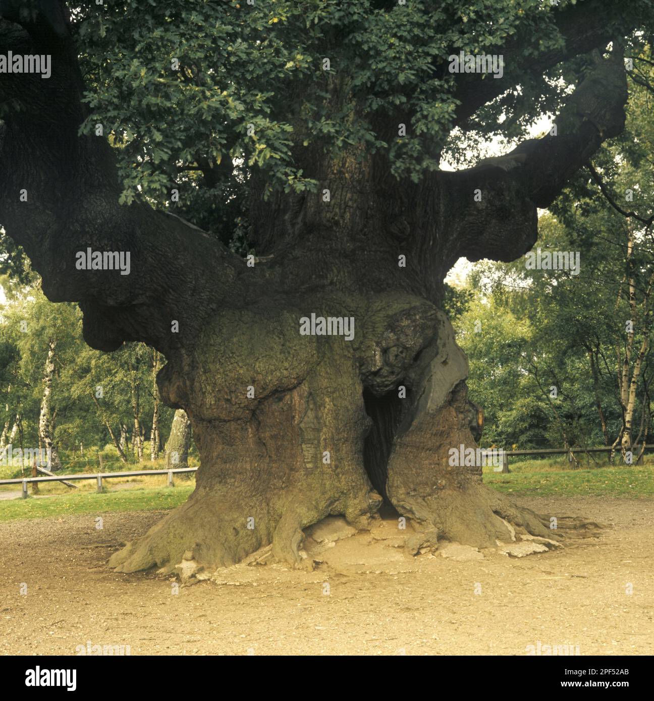 Common Oak (Quercus robur) 'Major Oak', ancient tree, close-up of trunk ...
