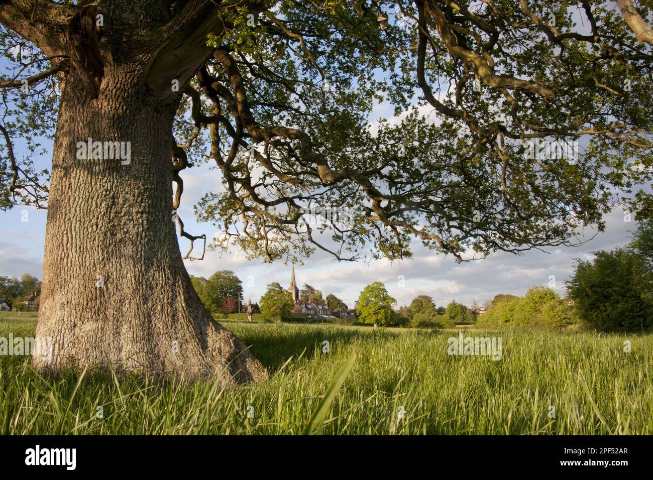 Trunk and branches of english oak (Quercus robur) growing in a meadow ...
