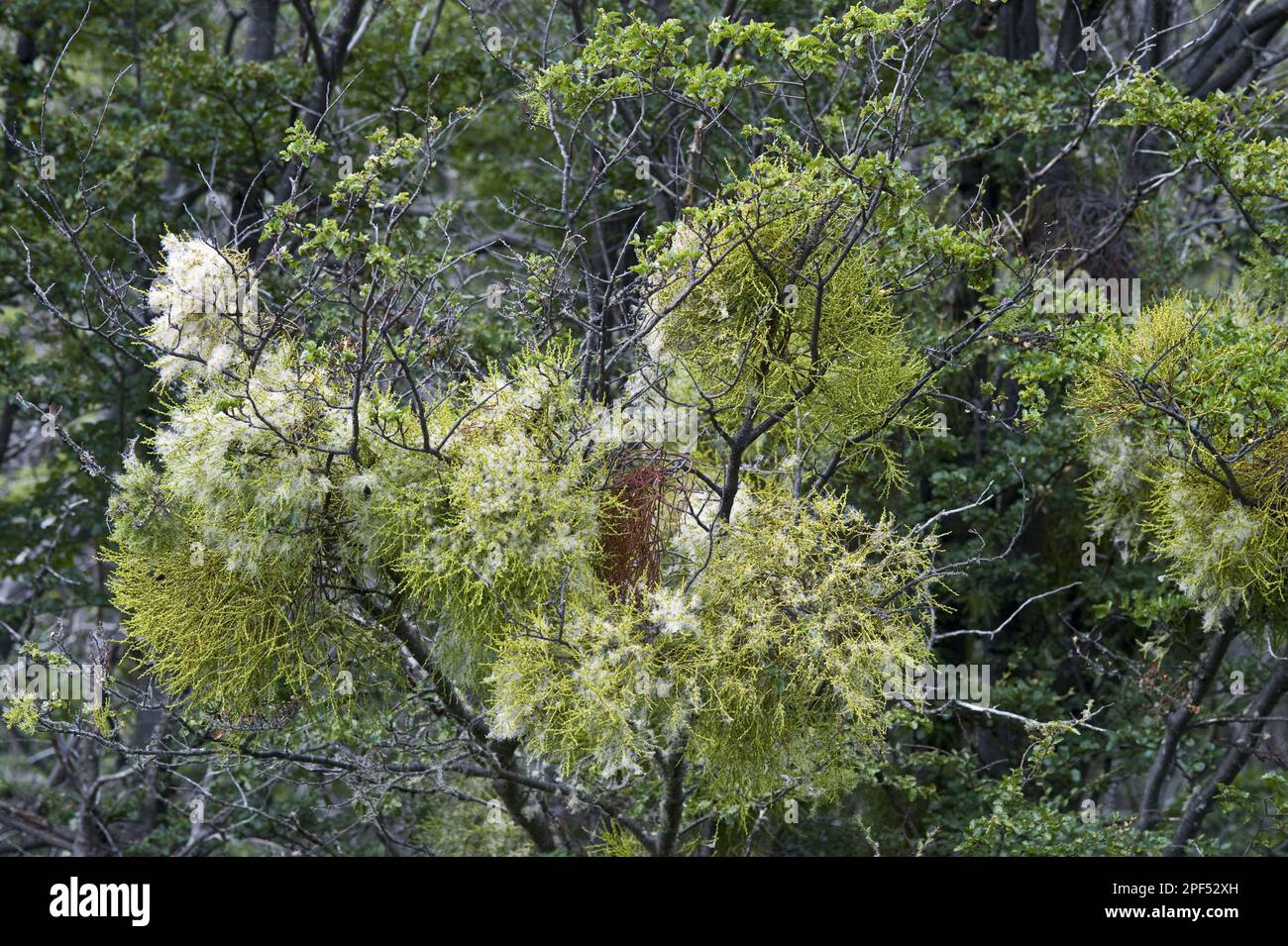 Mistletoe (Misodendron punctulatum) flowering, growing as a ...
