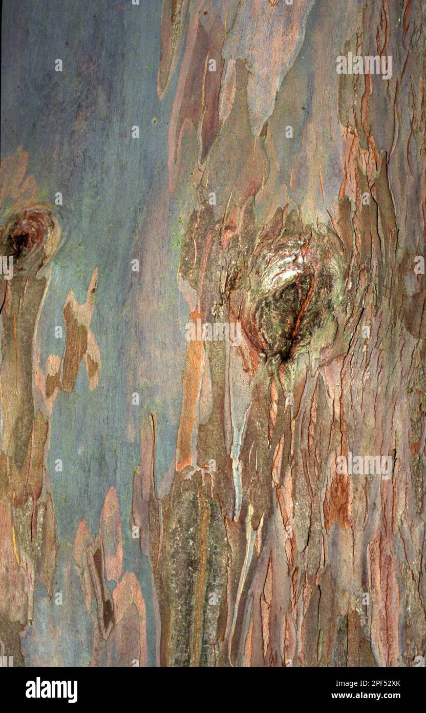 Cider Gum Eucalyptus, Myrtle family, Eucalyptus gunnii Bark Stock Photo ...