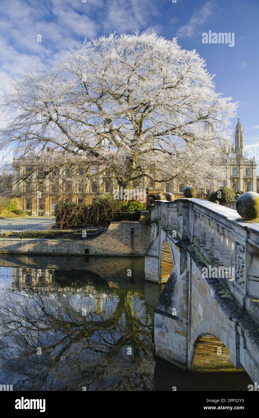 View of river, bridge, mature Common Beech (Fagus sylvatica) tree and ...