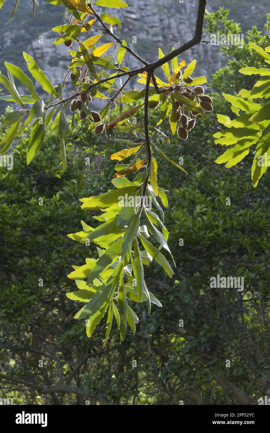 Fruits and leaves of the wild almond (Brabejum stellatifolium ...