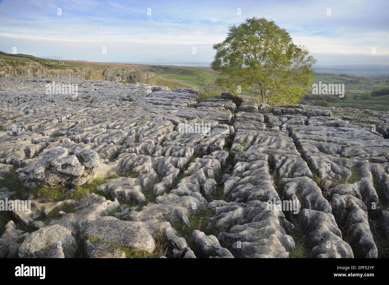 View of limestone pavement with european ash (Fraxinus excelsior ...