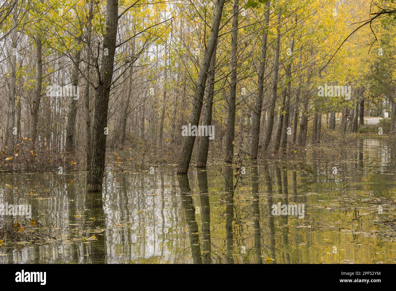 Flooded poplar (Populus sp.) plantation on the shore of the lake, Lake ...