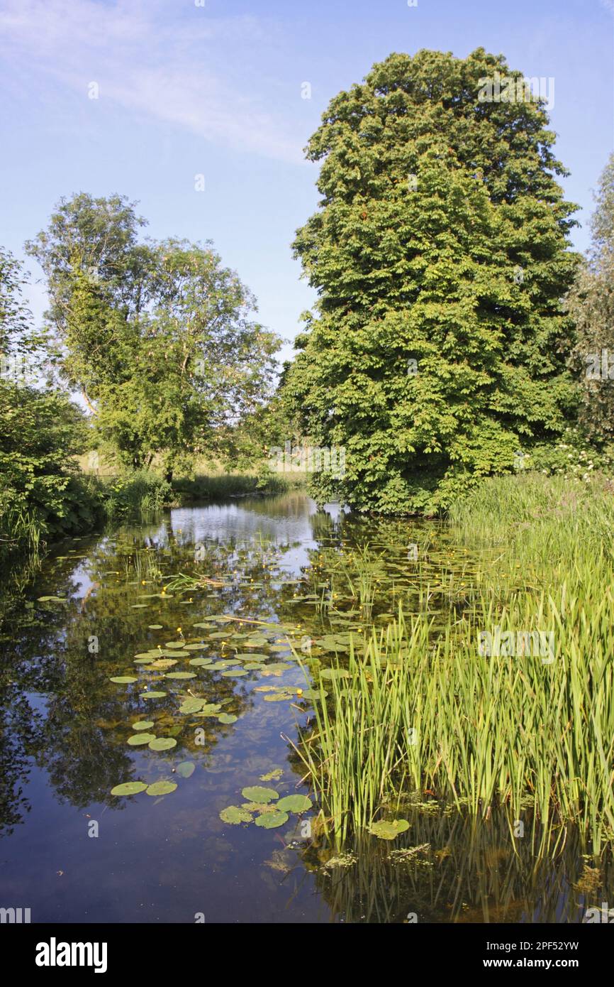 River habitat with waterlilies and riverside Horse Chestnut (Aesculus ...