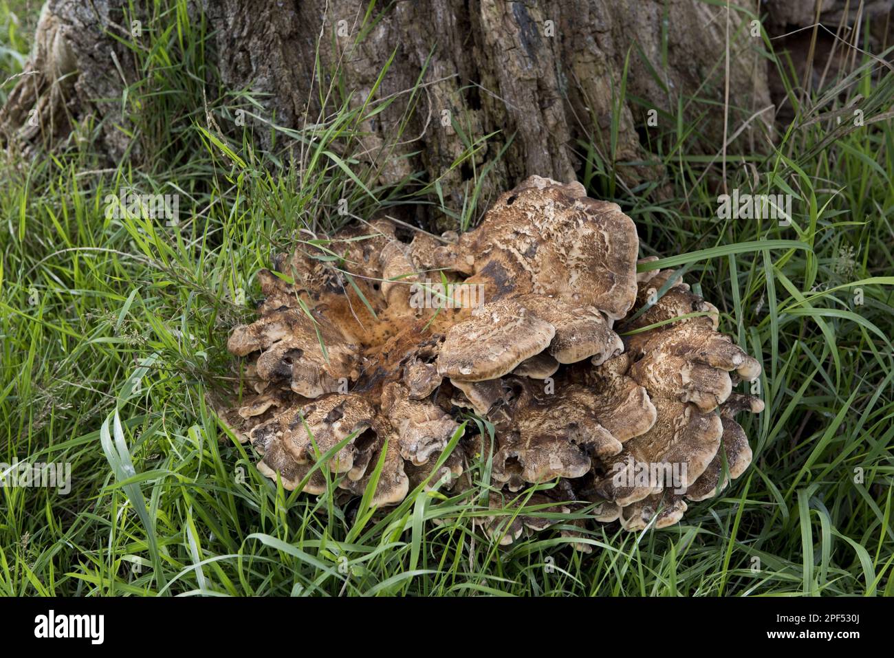 Giant Polypore (Meripilus giganteus) fruiting bodies, growing at base ...