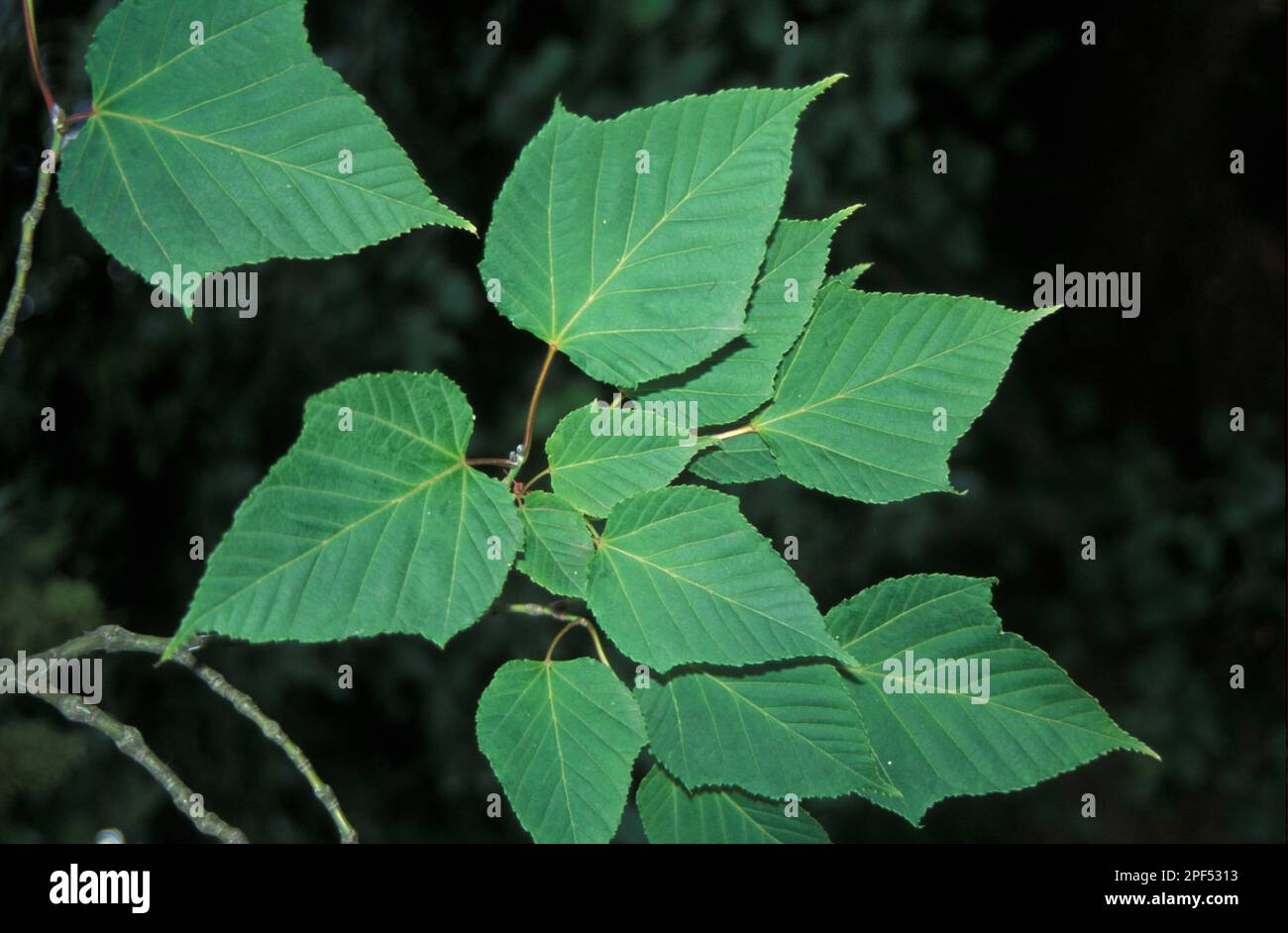 Snakeskin maple hi-res stock photography and images - Alamy