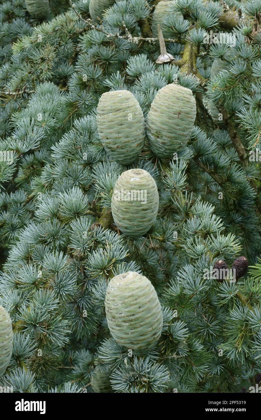 Deodar Cedar (Cedrus deodara), mature green cones on tree, Berkshire, England, United Kingdom ...