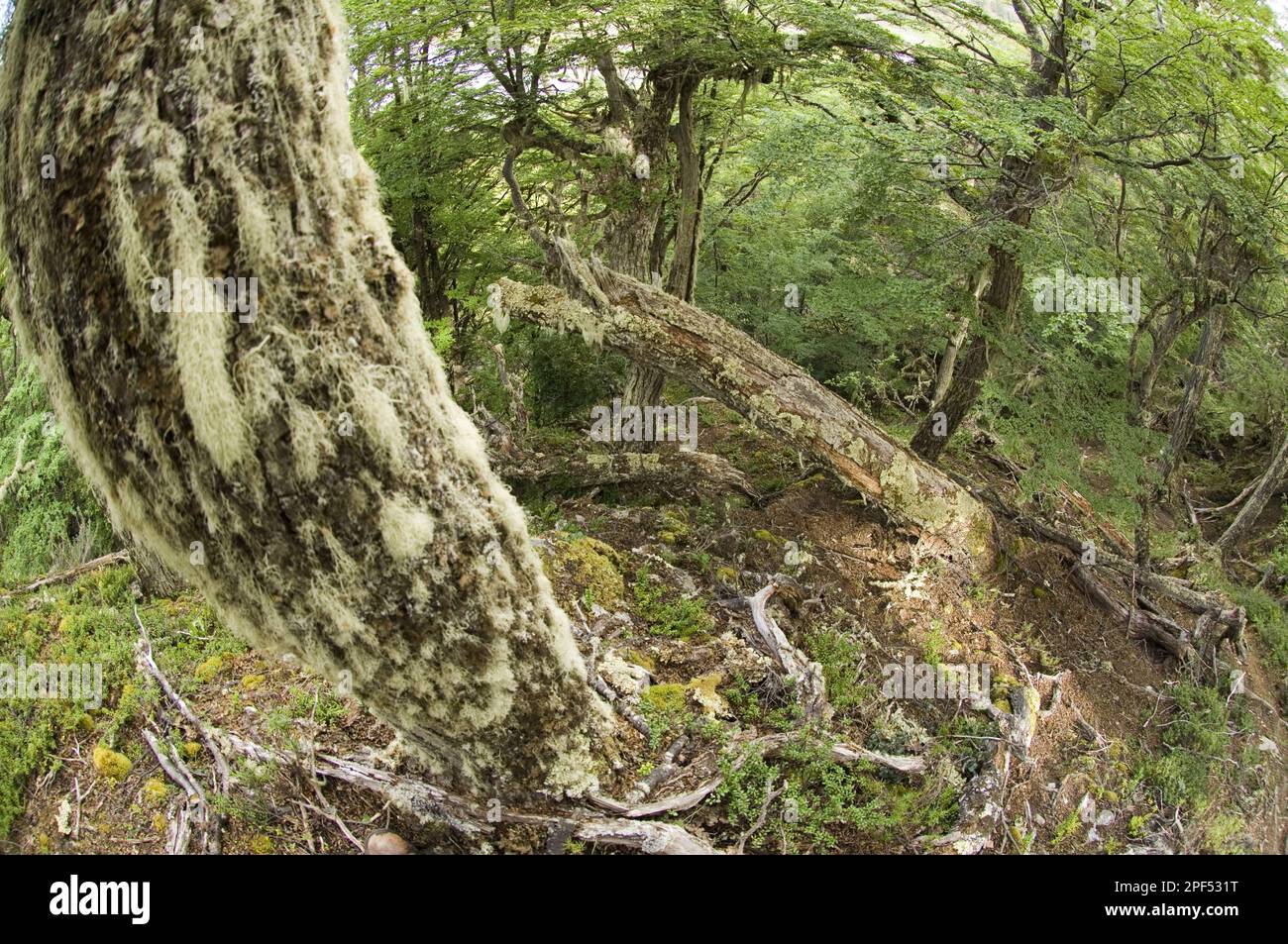 Interior of the forest habitat of the southern beech (Nothofagus sp ...