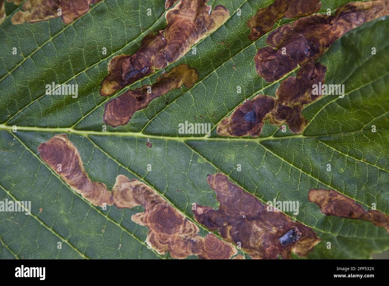 The premature leaf loss is a result of horse chestnuts being infested ...