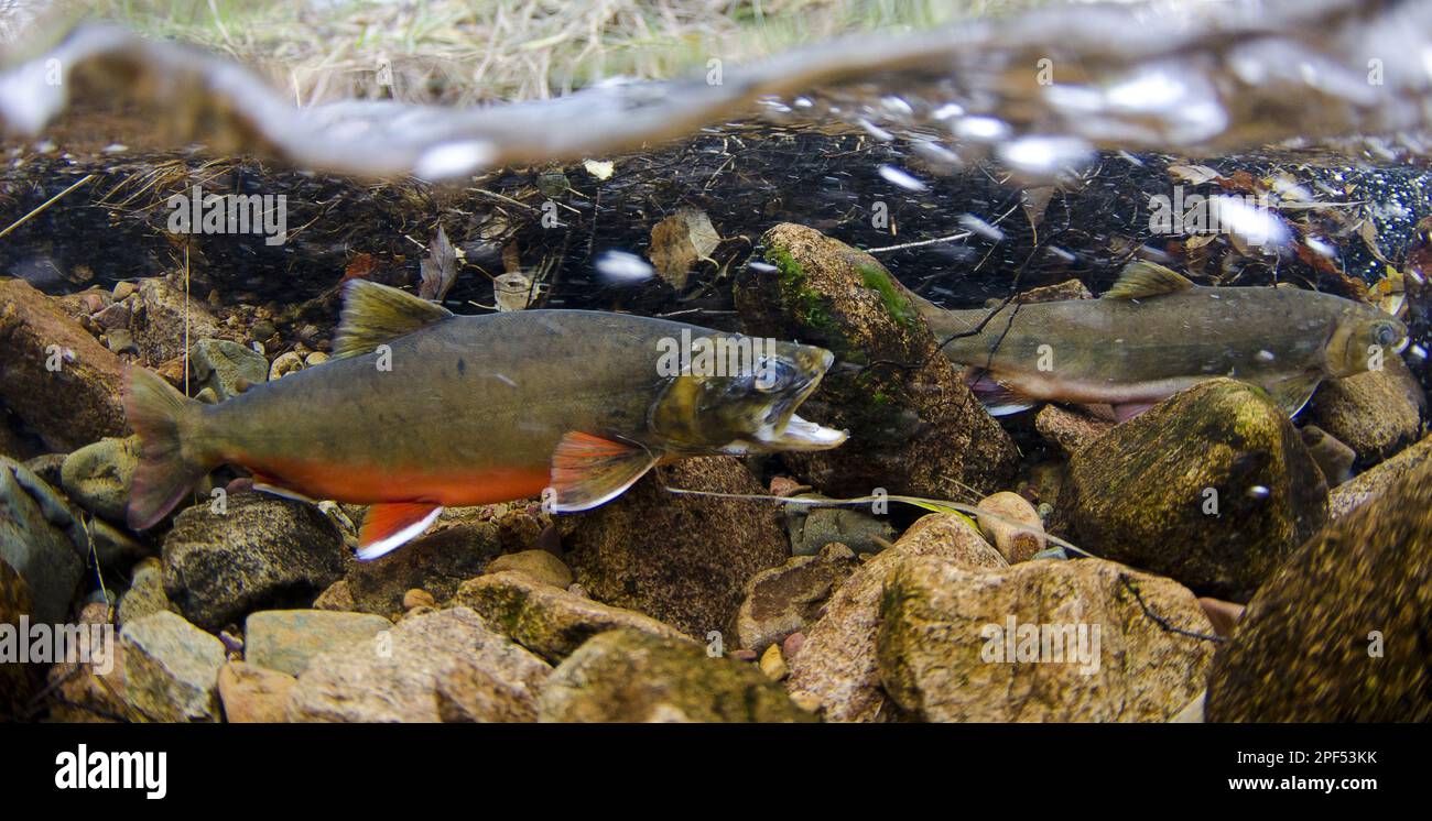 Arctic char (Salvelinus alpinus) adult male and female, in breeding ...