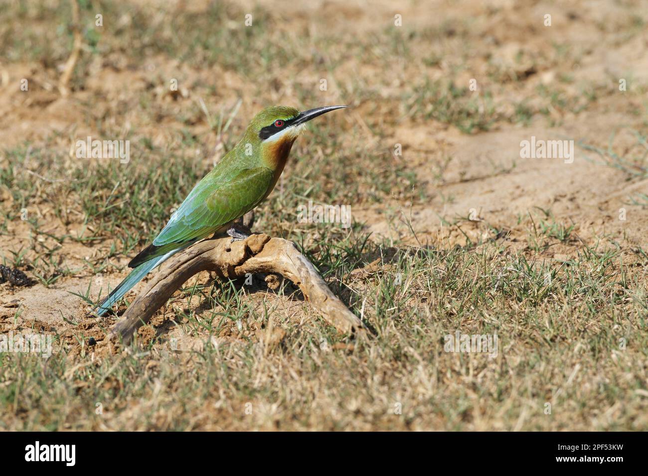 Blue-tailed bee-eater (Merops philippinus), Blue-tailed Bee-eater ...
