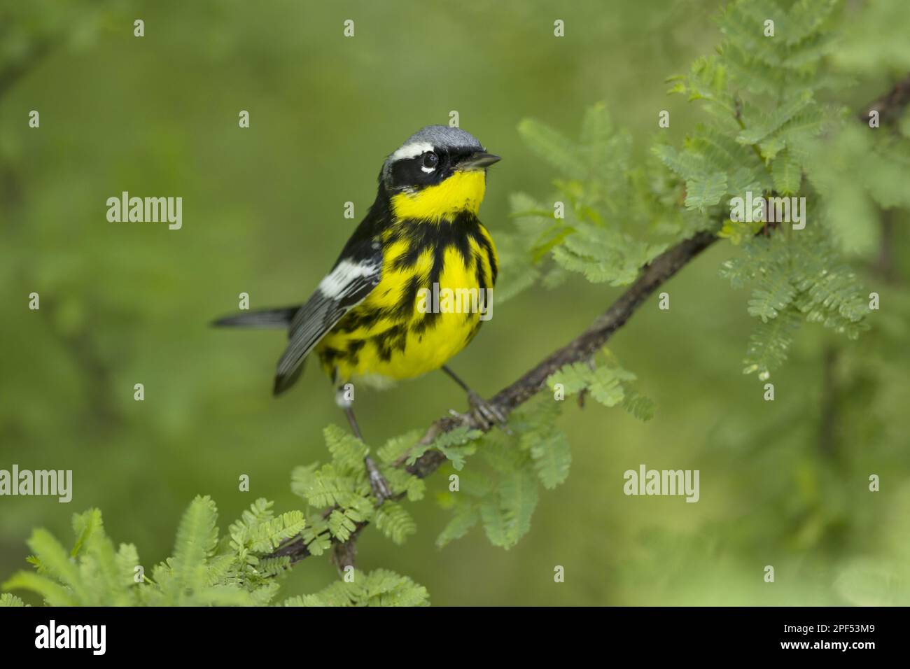 Dendroica magnolia, magnolia warbler (Setophaga magnolia), songbirds ...