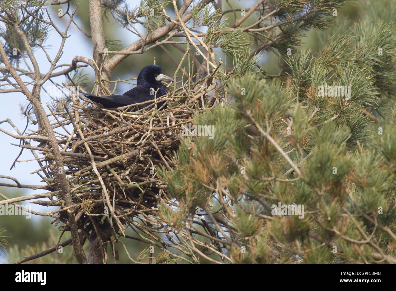 Rook (Corvus frugilegus), adult, sitting on a nest in a Scotch scots ...