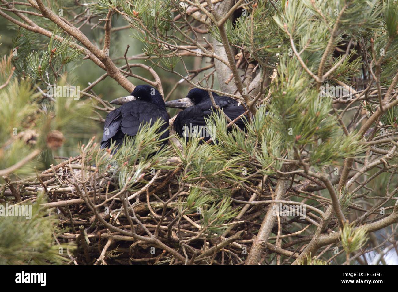Crow nest hi-res stock photography and images - Alamy