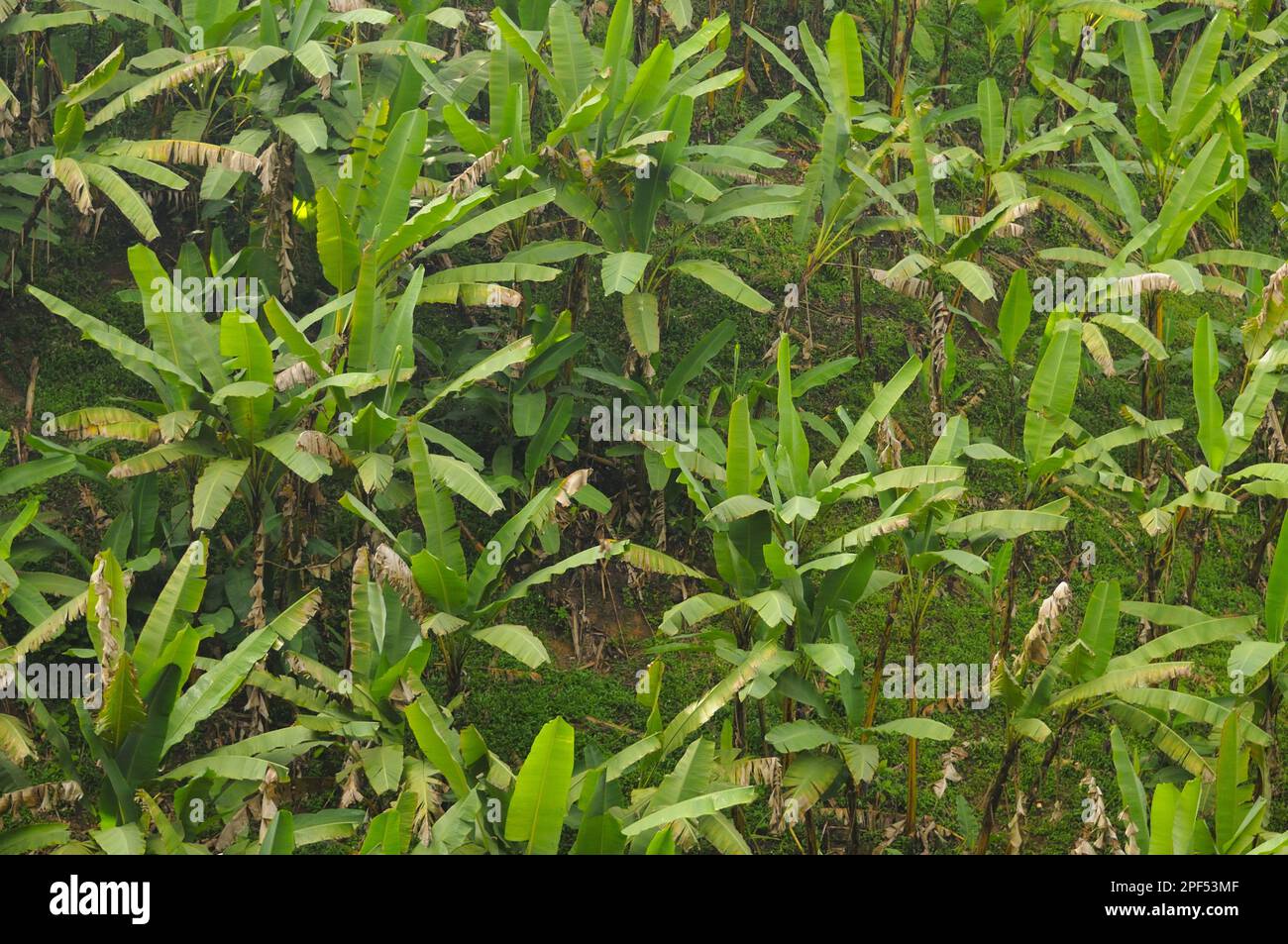Banana (Musa sp.) crop, growing on hillside at edge of Nyungwe Forest N ...