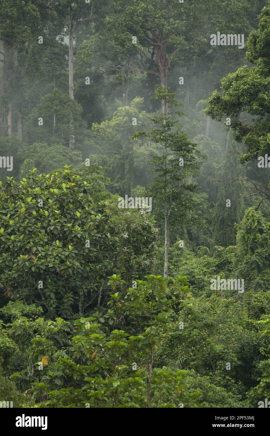 View of rainforest trees in mist, Rainforest Discovery Centre, Sepilok ...