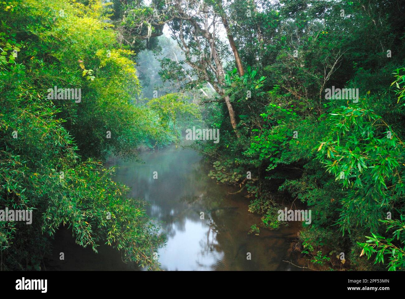View of river in primary rainforest habitat, Andasibe-Mantadia N. P ...