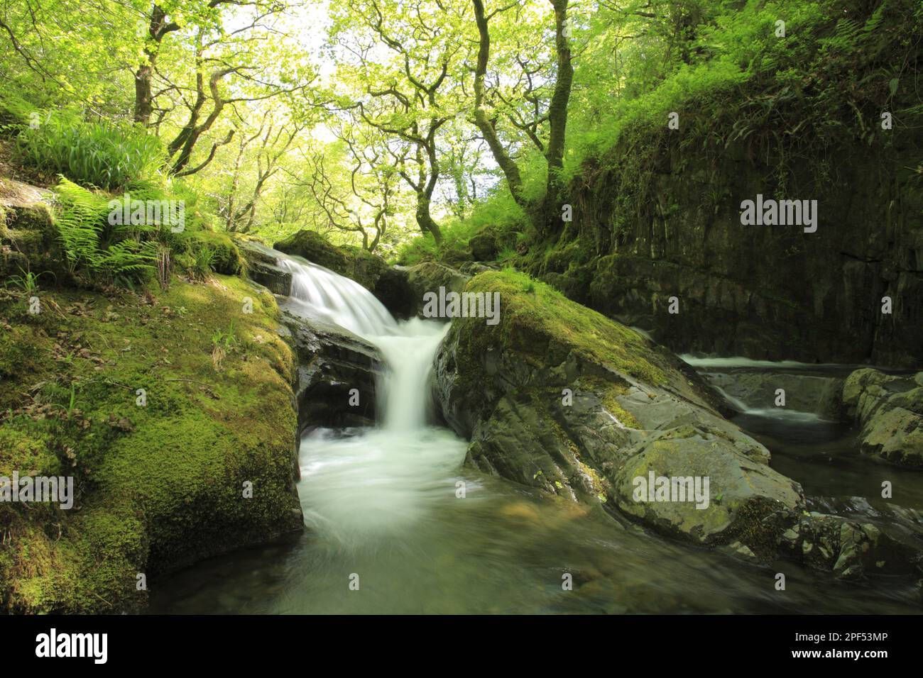 Woodland stream with cascades, Woodland Trust, Coed Nant Gwernol ...