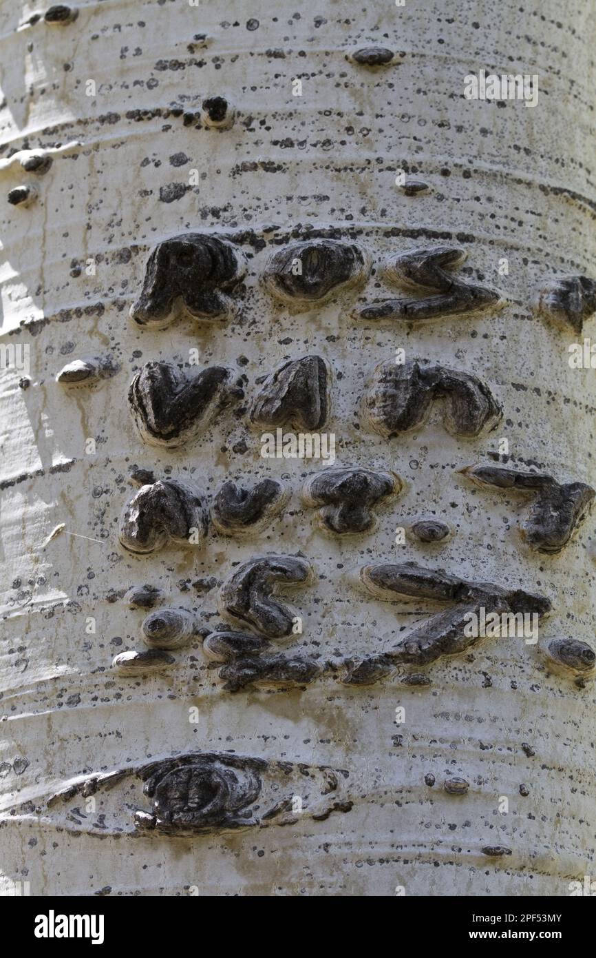 Graffiti carved on Aspen tree (Populus tremuloides Stock Photo - Alamy