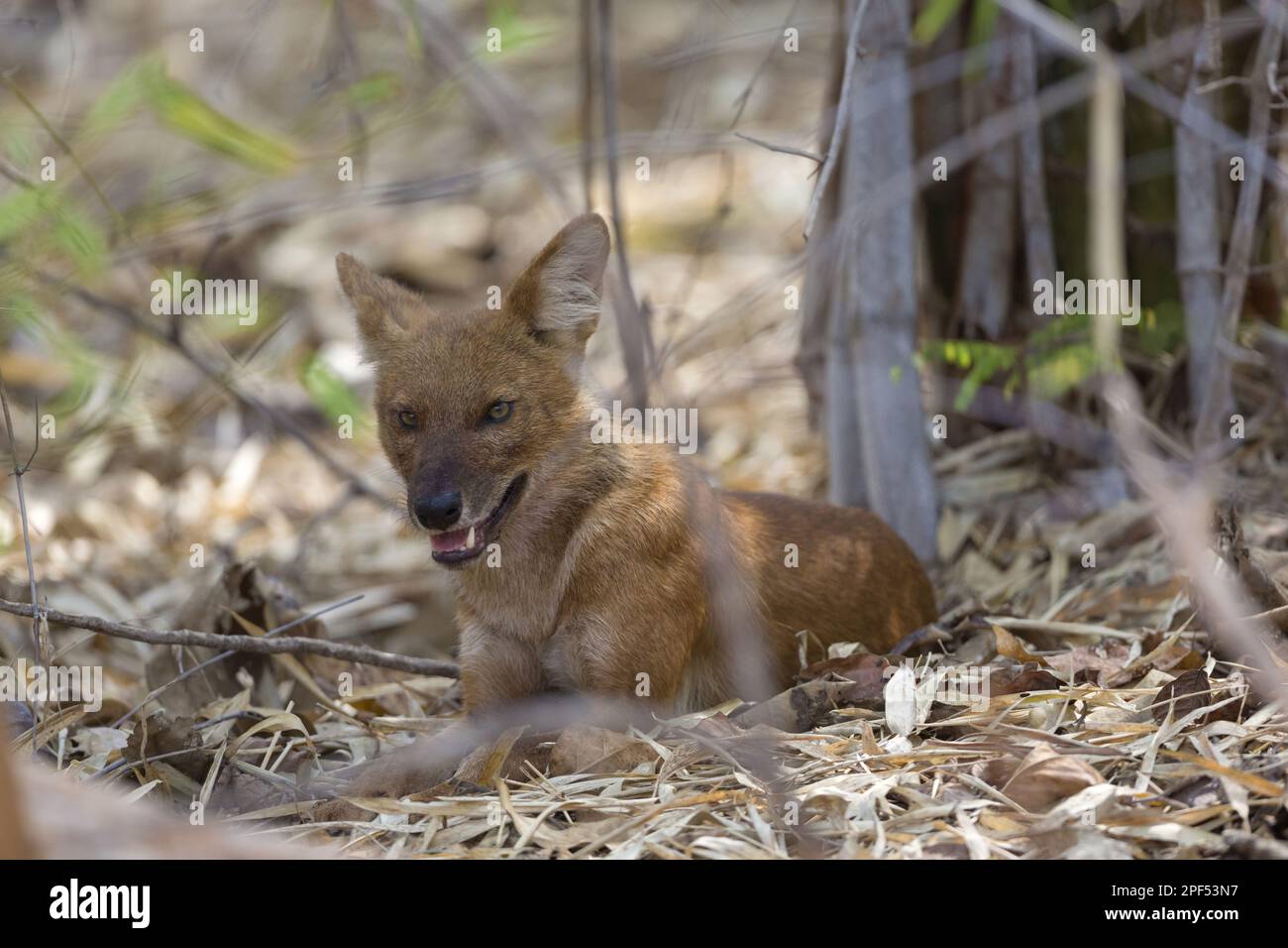 Alpine wolf, alpine wolves, dog-like, predators, mammals, animals ...