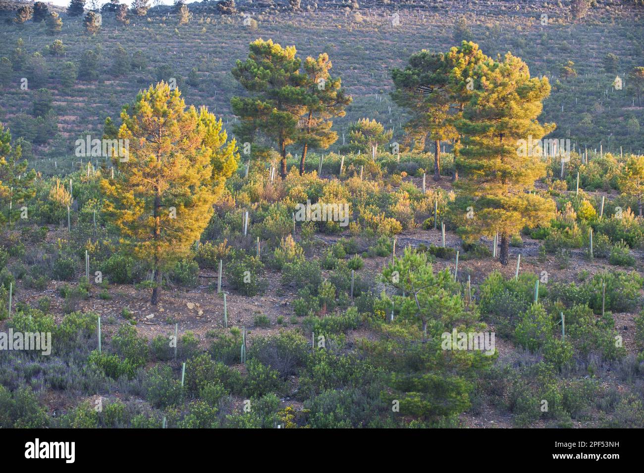 Cistus sp hi-res stock photography and images - Alamy