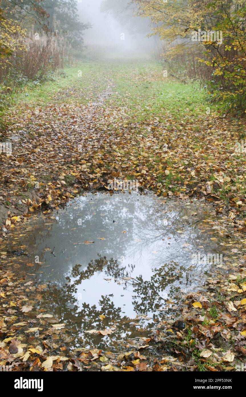 Puddle and fallen leaves on woodland path, Kent, England, United ...