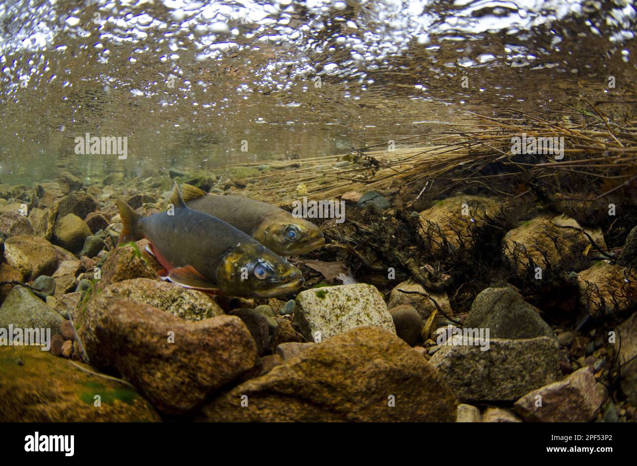 Arctic char (Salvelinus alpinus) adult male and female, in breeding ...