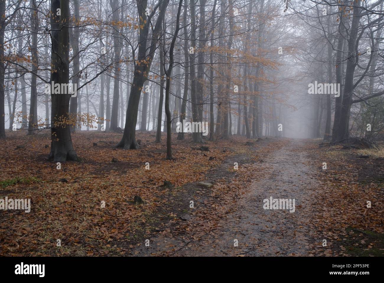 Riding path in a deciduous forest shrouded in icy mist, Gilling Wood ...
