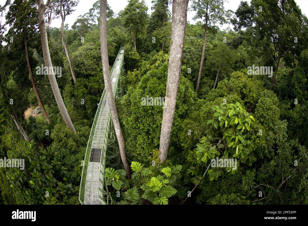 Canopy walkway through trees, Rainforest Discovery Centre, Sepilok N. P ...