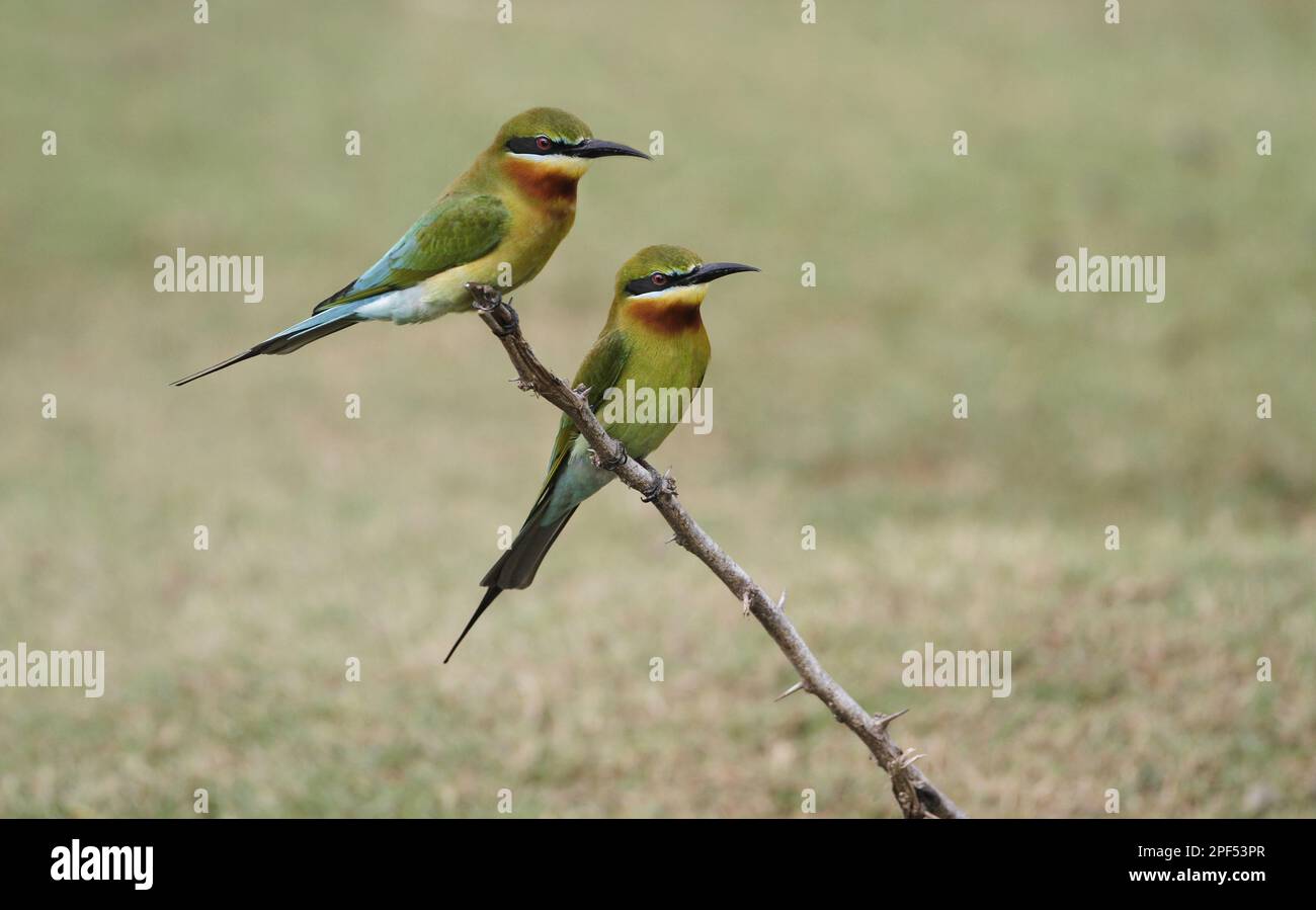 Blue-tailed bee-eater (Merops philippinus), Blue-tailed Bee-eaters ...