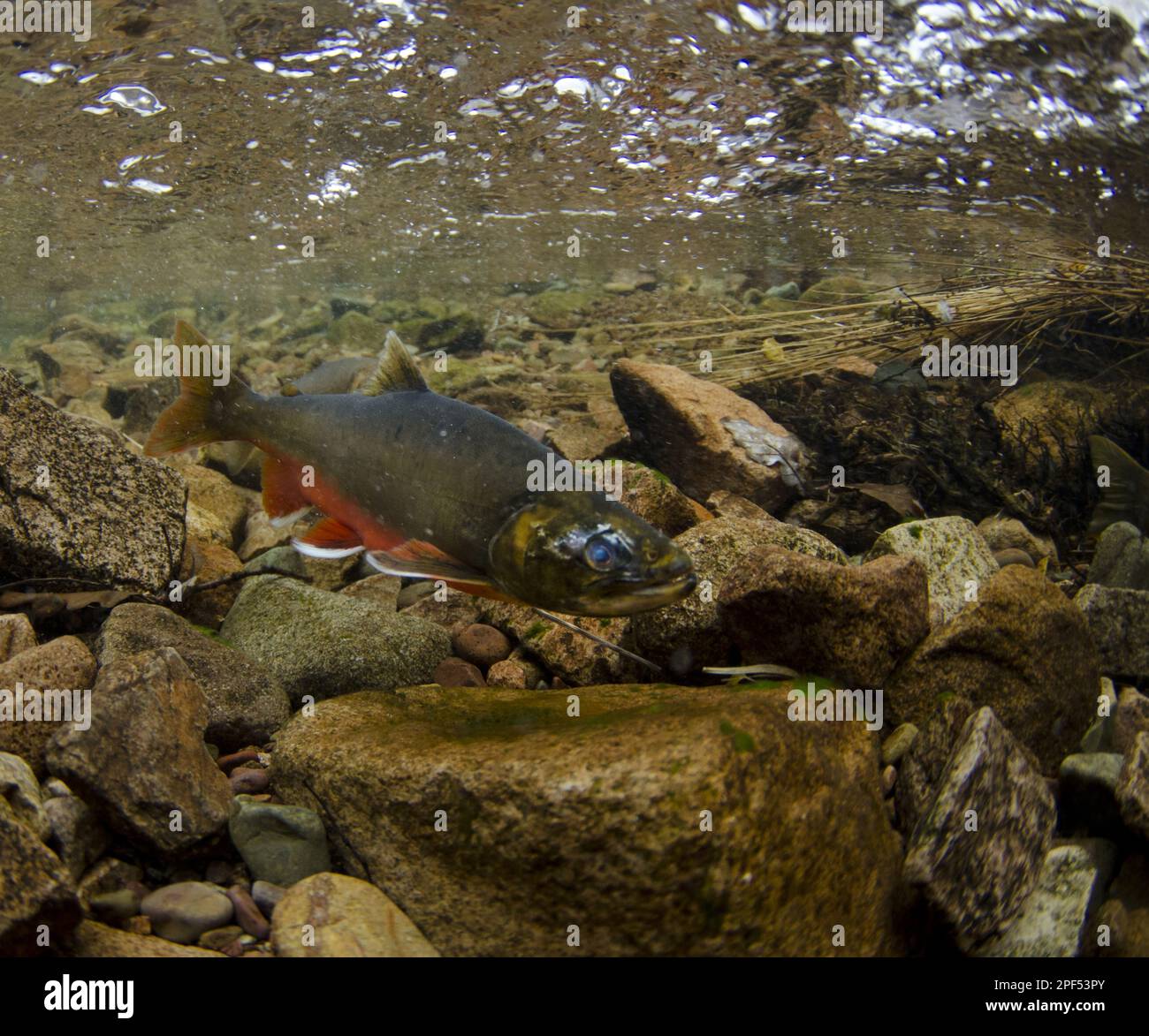 Arctic char (Salvelinus alpinus), adult male, in breeding colours, swimming underwater in a ...