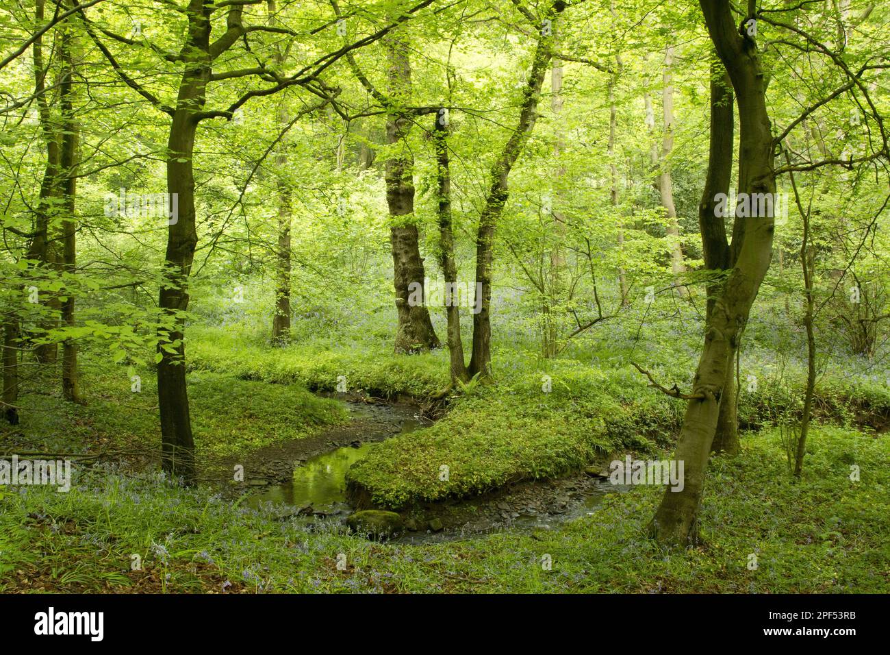 Deciduous woodland habitat with stream, Moss Valley, Sheffield, South ...