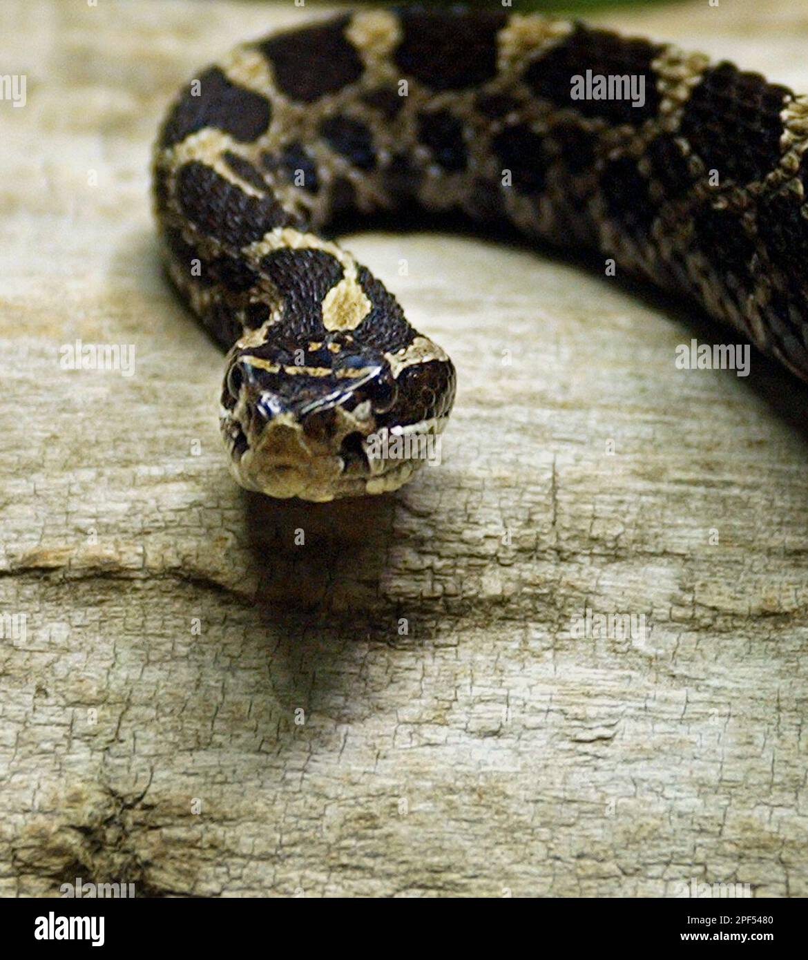 An eastern massasauga rattlesnake is seen in its exhibit at the ...