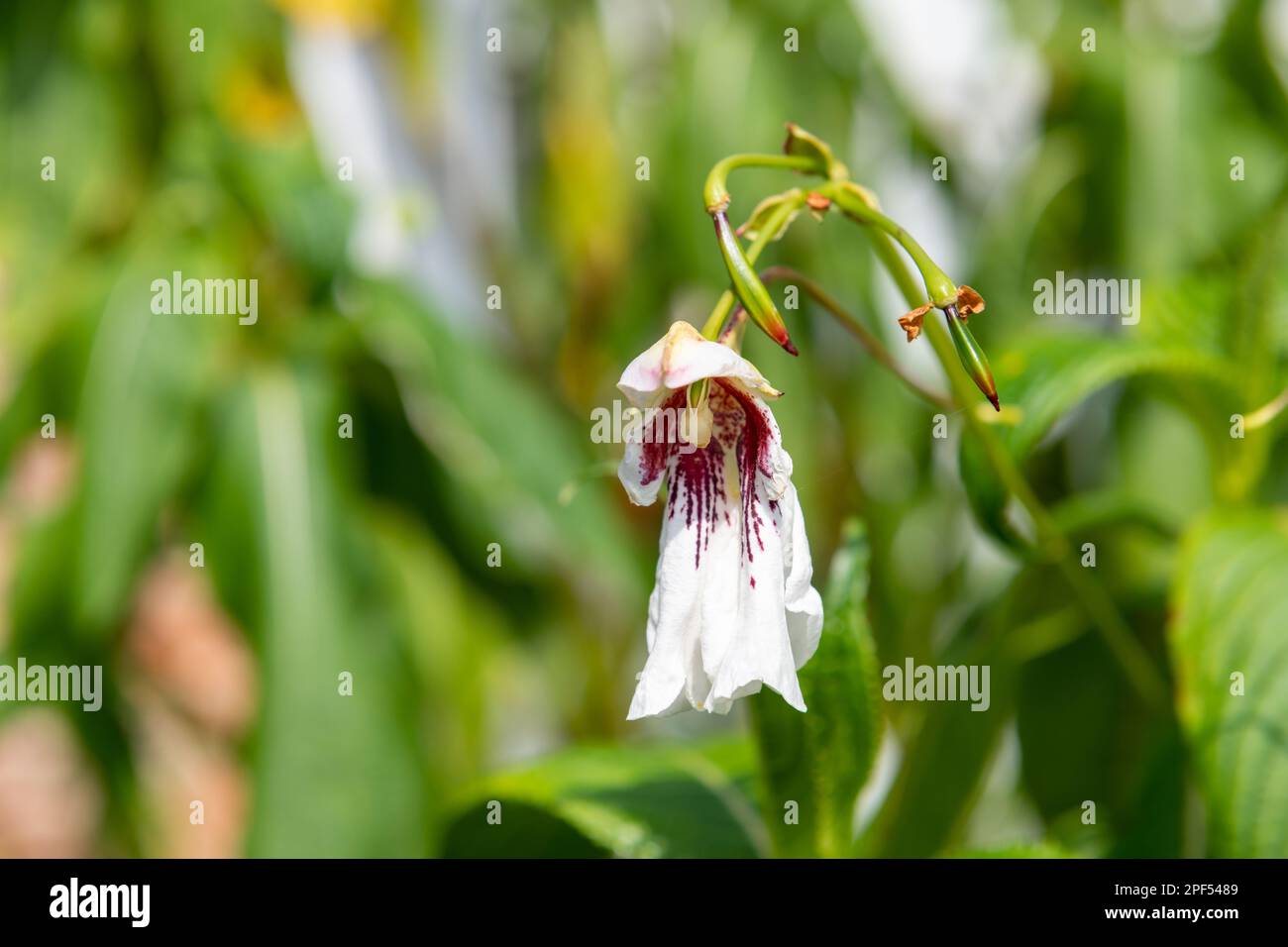 Close up of a dyers busy lizzie (impatiens tinctoria) flower in bloom ...