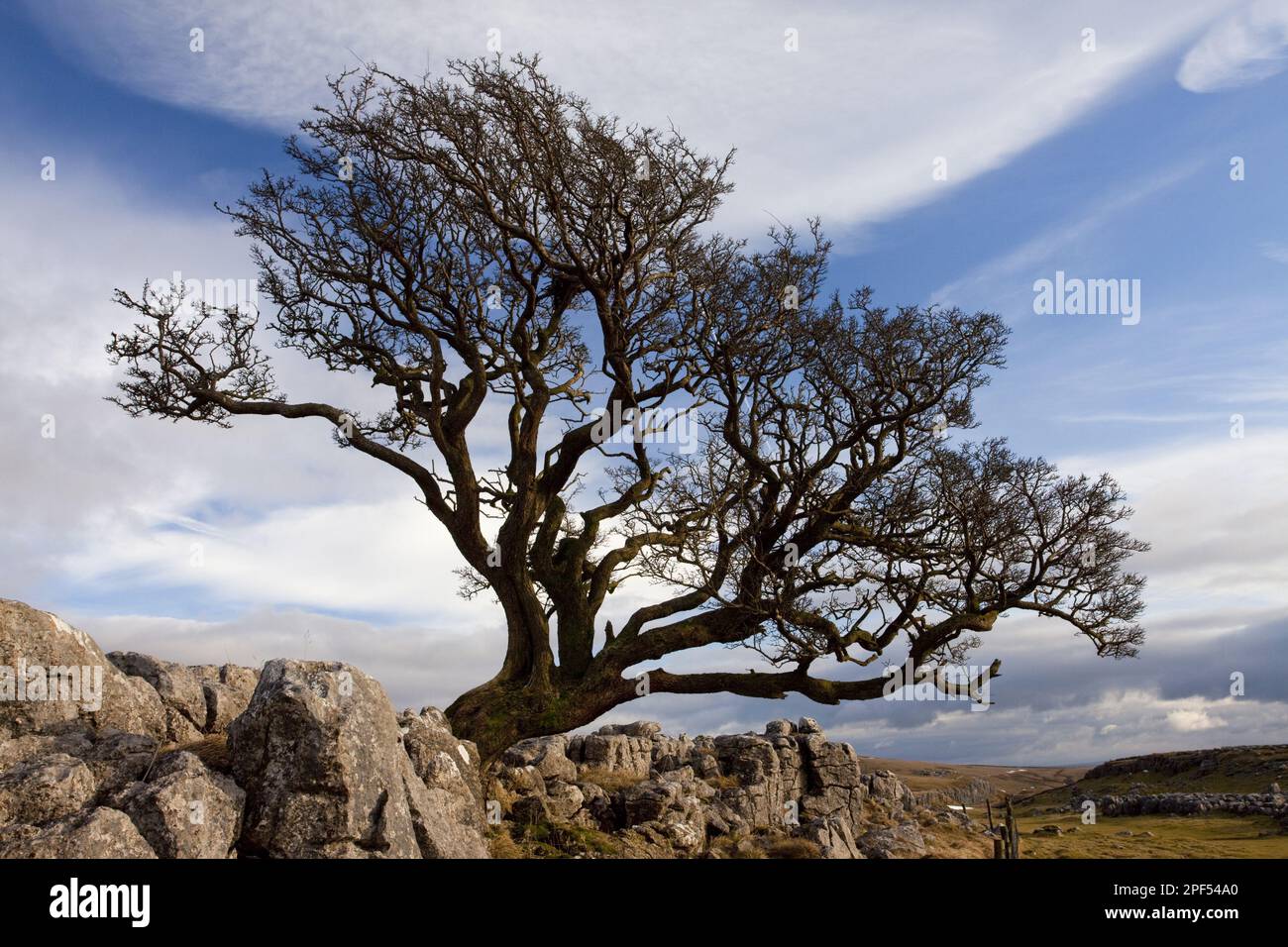Wind shaped bush hi-res stock photography and images - Alamy