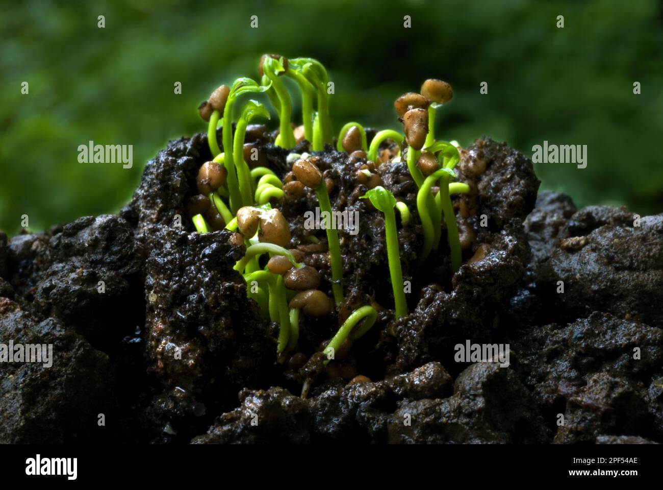 Common guava (Psidium guajava) Germination of seeds from rotting fruit ...