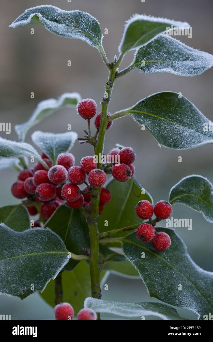 Holly, Common Holly, European Holly (Ilex aquifolium) close-up of frost ...