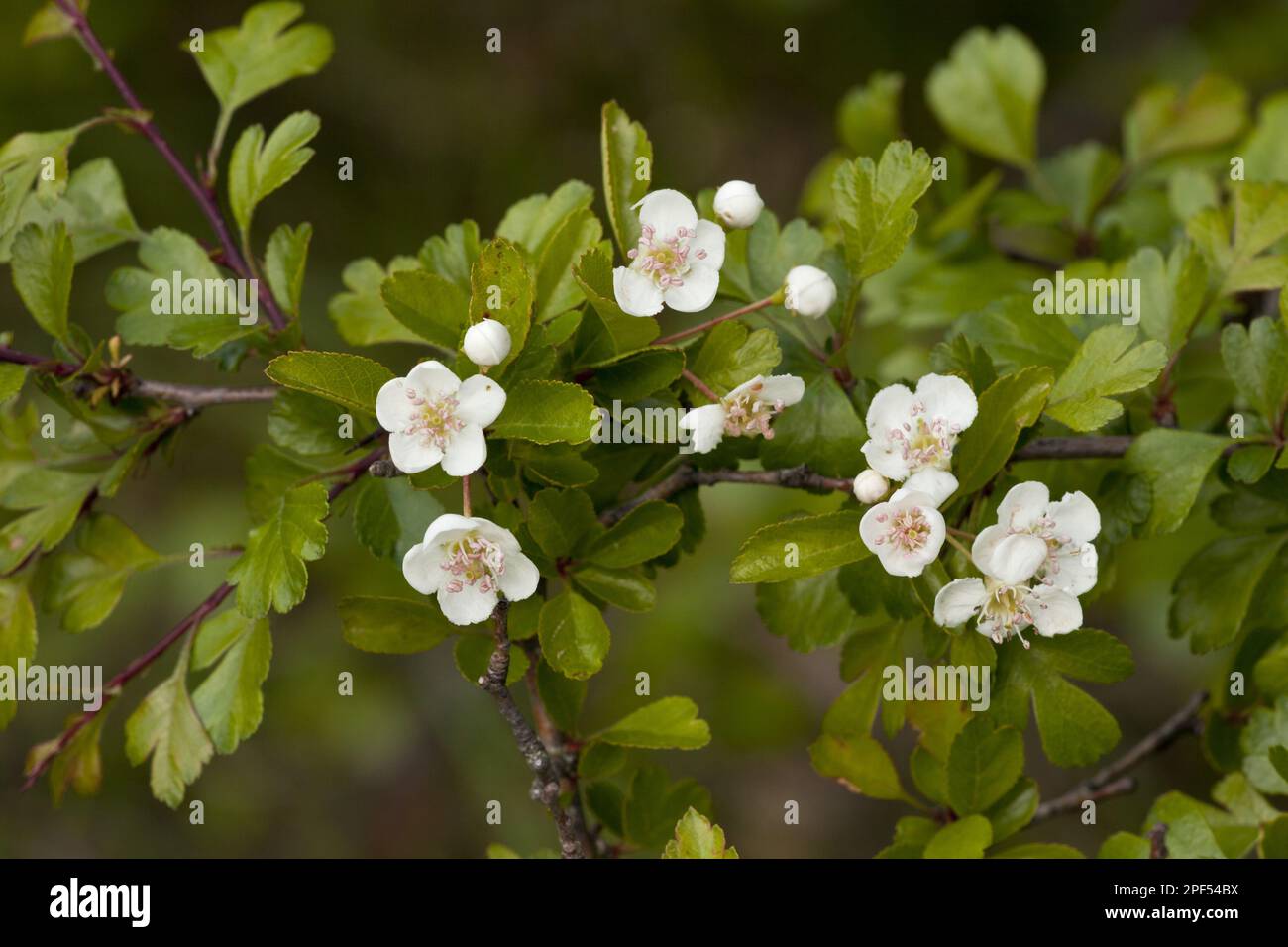 Midland Hawthorn (Crataegus laevigata) close-up of flowers, growing in ...