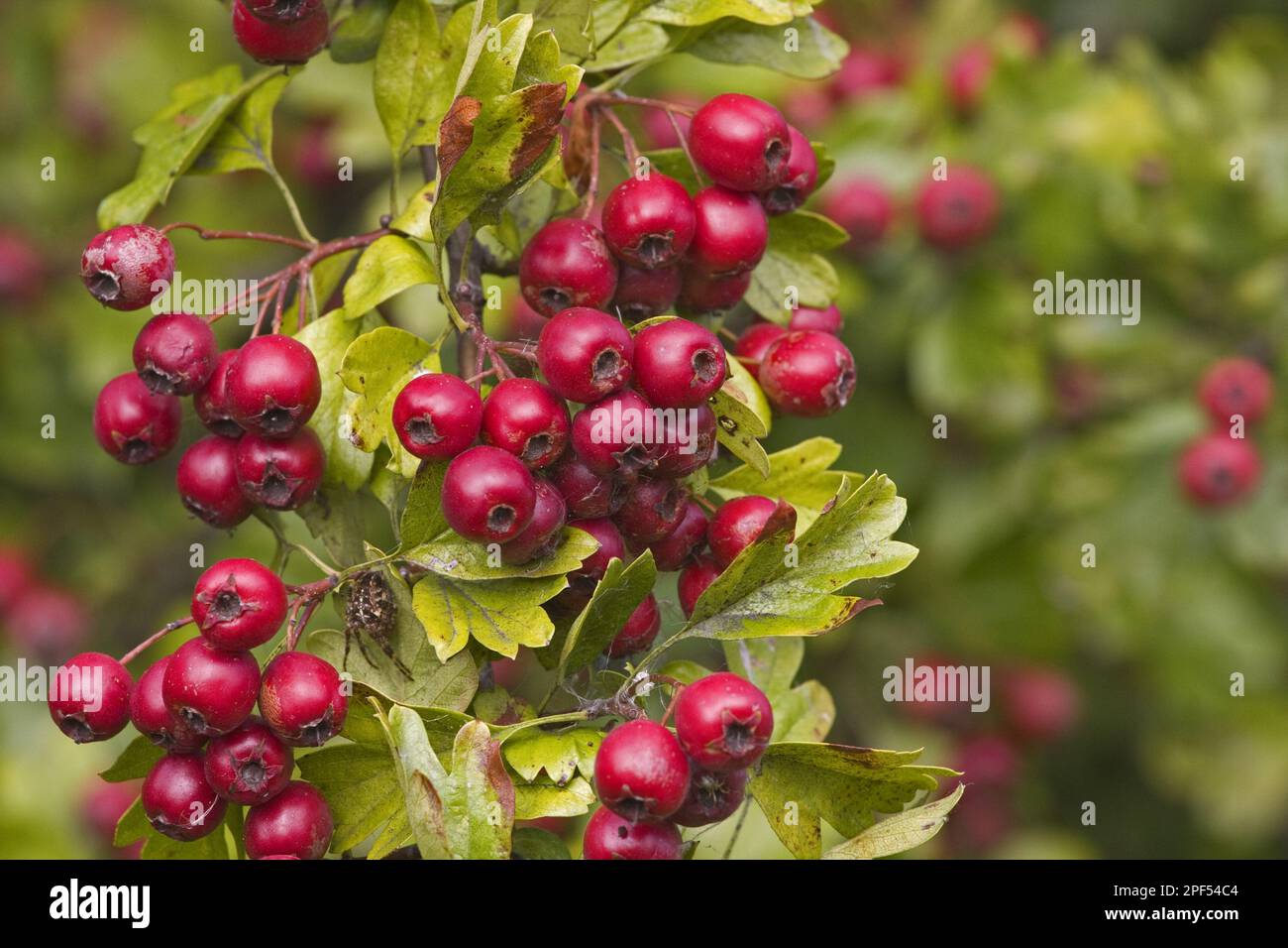 Common Hawthorn (Crataegus monogyna) close-up of berries, Norfolk ...